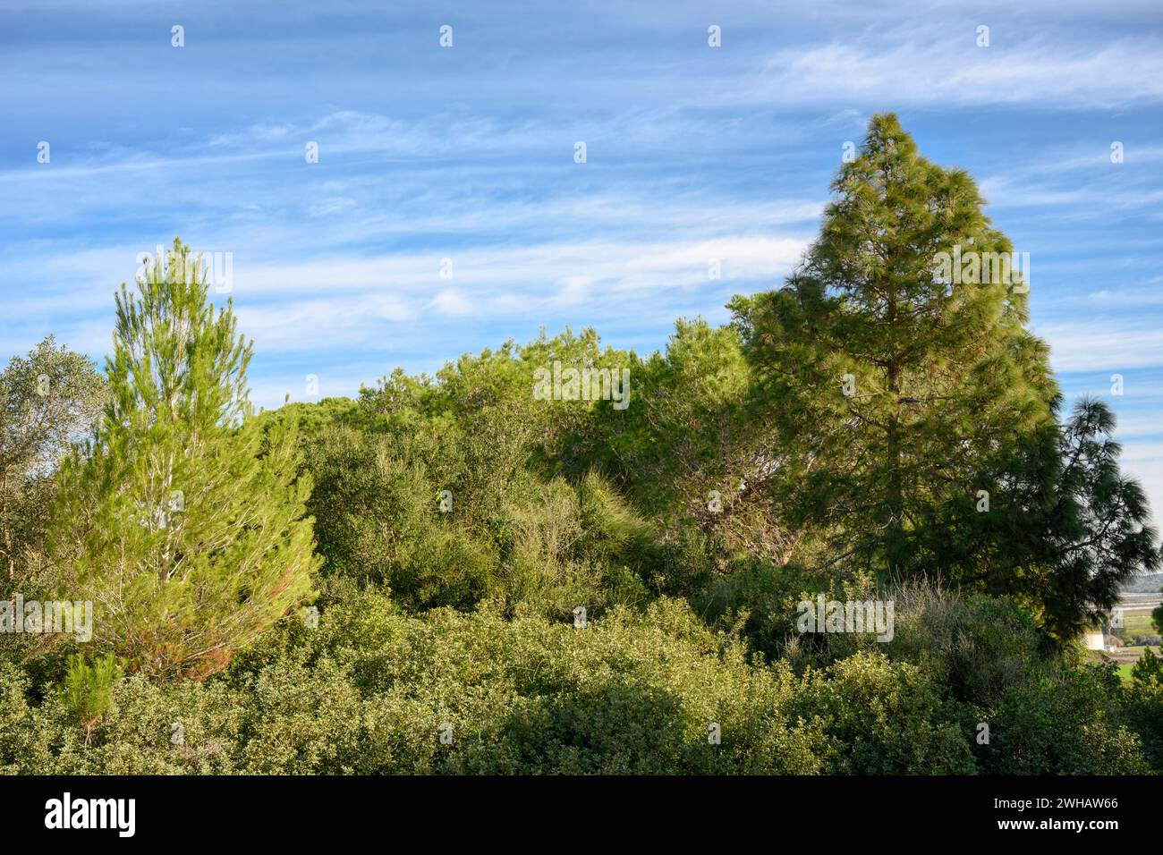 Pine tree forest photographed at Jabotinsky Park - Shuni, Israel lies ...