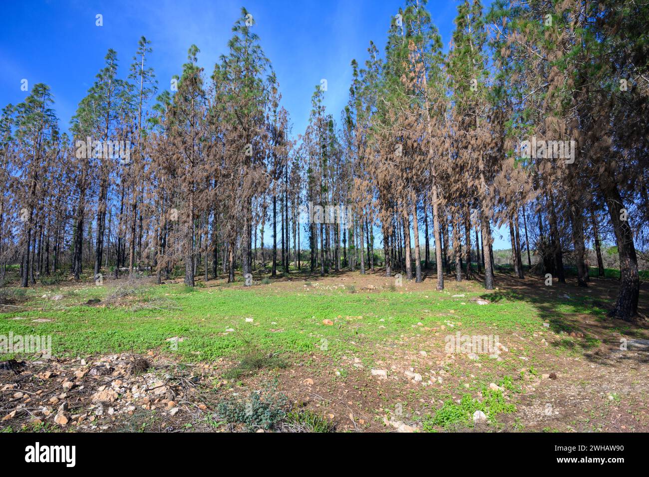 Regrowth after a forest fire photographed at Jabotinsky Park - Shuni ...