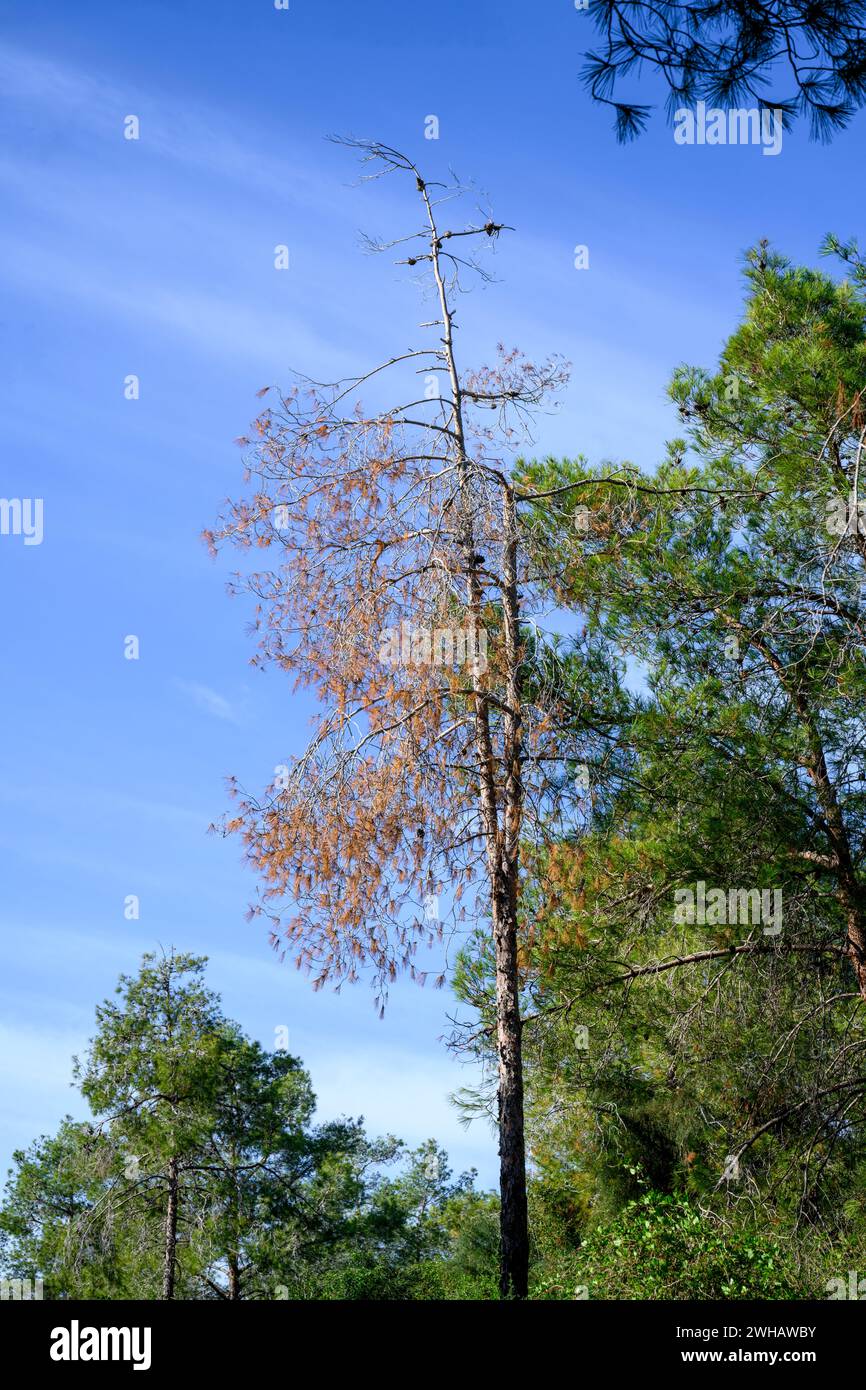 Regrowth after a forest fire photographed at Jabotinsky Park - Shuni ...