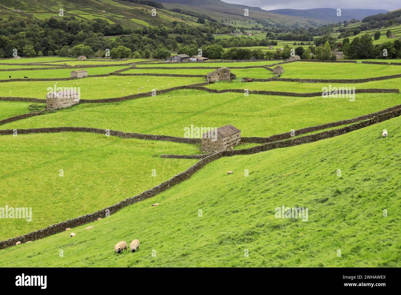 Stone barns and sheep at Gunnerside village, Swaledale; Yorkshire Dales ...