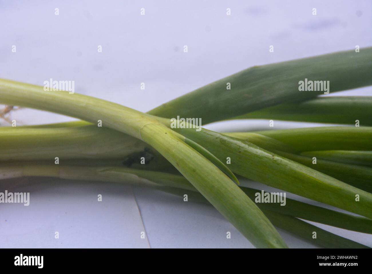 close up view of the root of leeks, has fibrous roots. The roots of ...