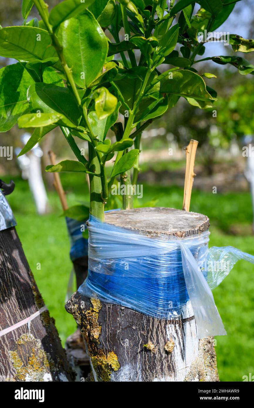grafting branches onto a citrus tree trunk Photographed in Israel Stock ...
