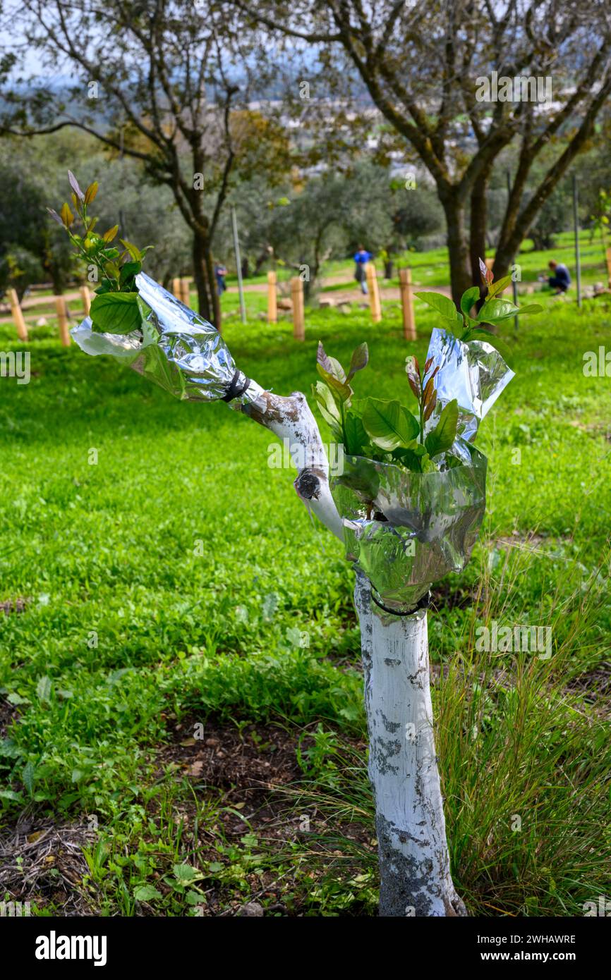 grafting branches onto a citrus tree trunk Photographed in Israel Stock ...