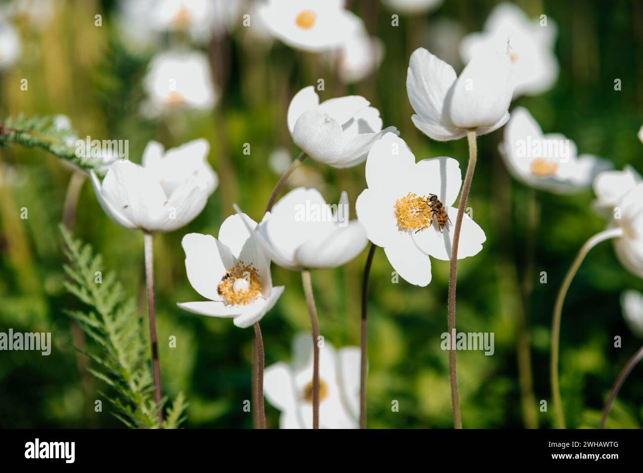 White anemones blooming in a field. Bee on an anemone flower Stock ...