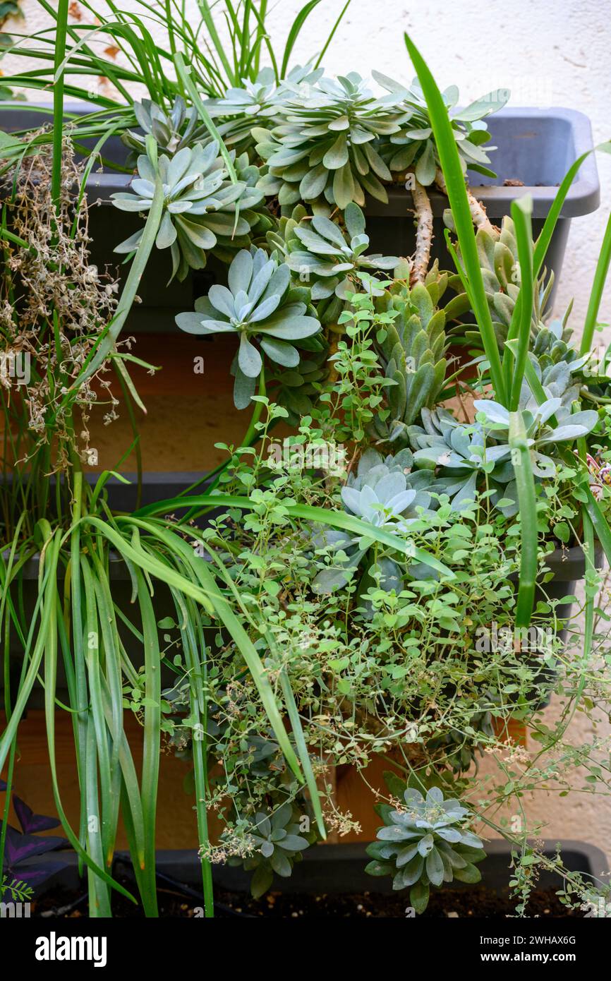 vertical wall garden. potted plants in a vertical array on a wall with ...