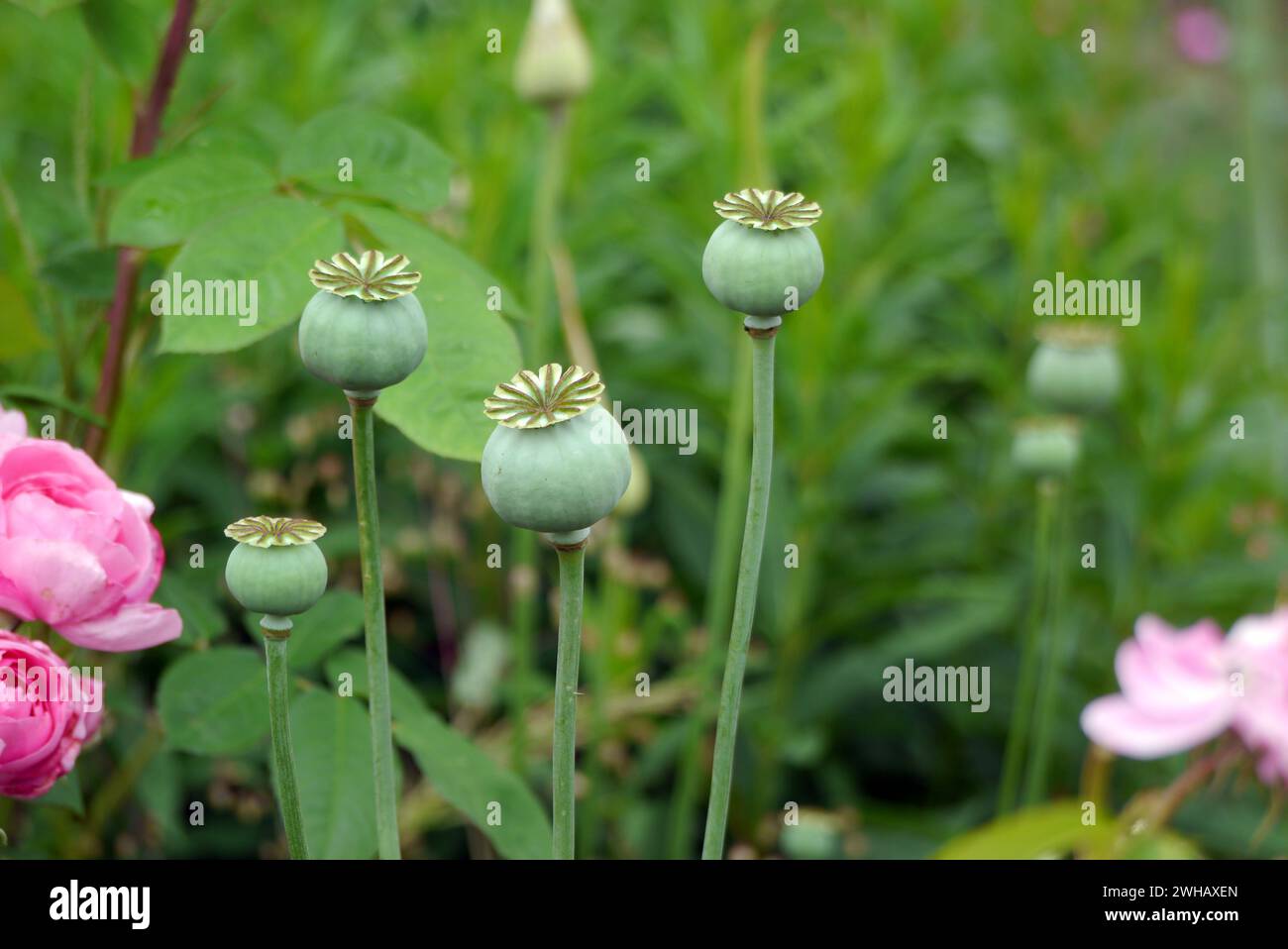 Poppy Seed Heads in the Borders at RHS Garden Harlow Carr, Harrogate ...