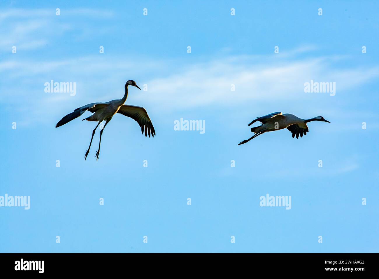 Single Common crane (Grus grus) in flight Large migratory crane species ...