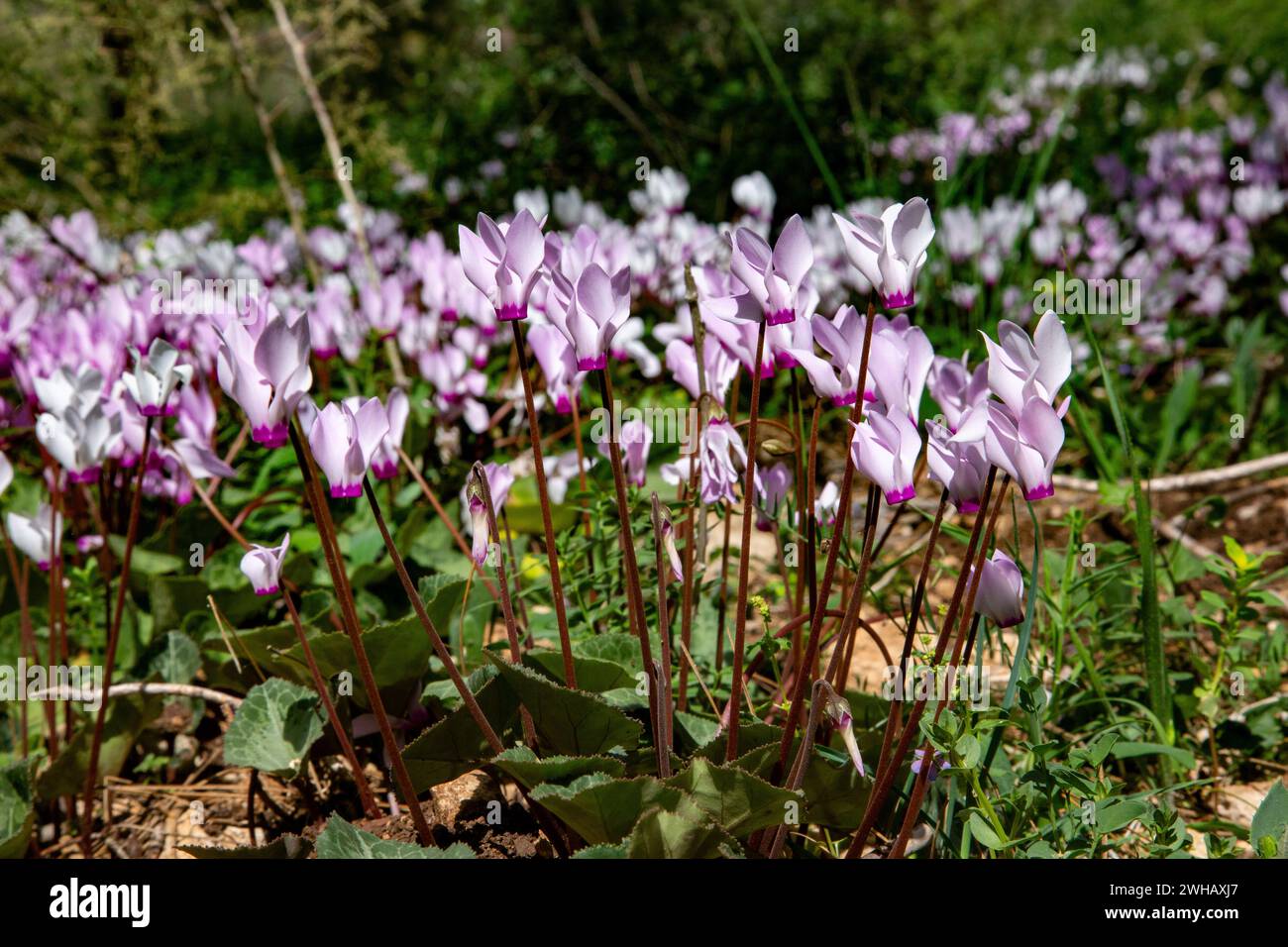 A cluster of Flowering Persian Violets (Cyclamen persicum). الراعي ...
