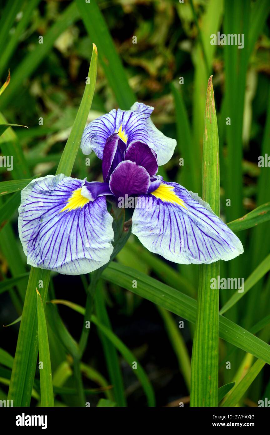 Single Blue/Yellow Veined Japanese Iris (Iris Ensata 'Butterflies in ...