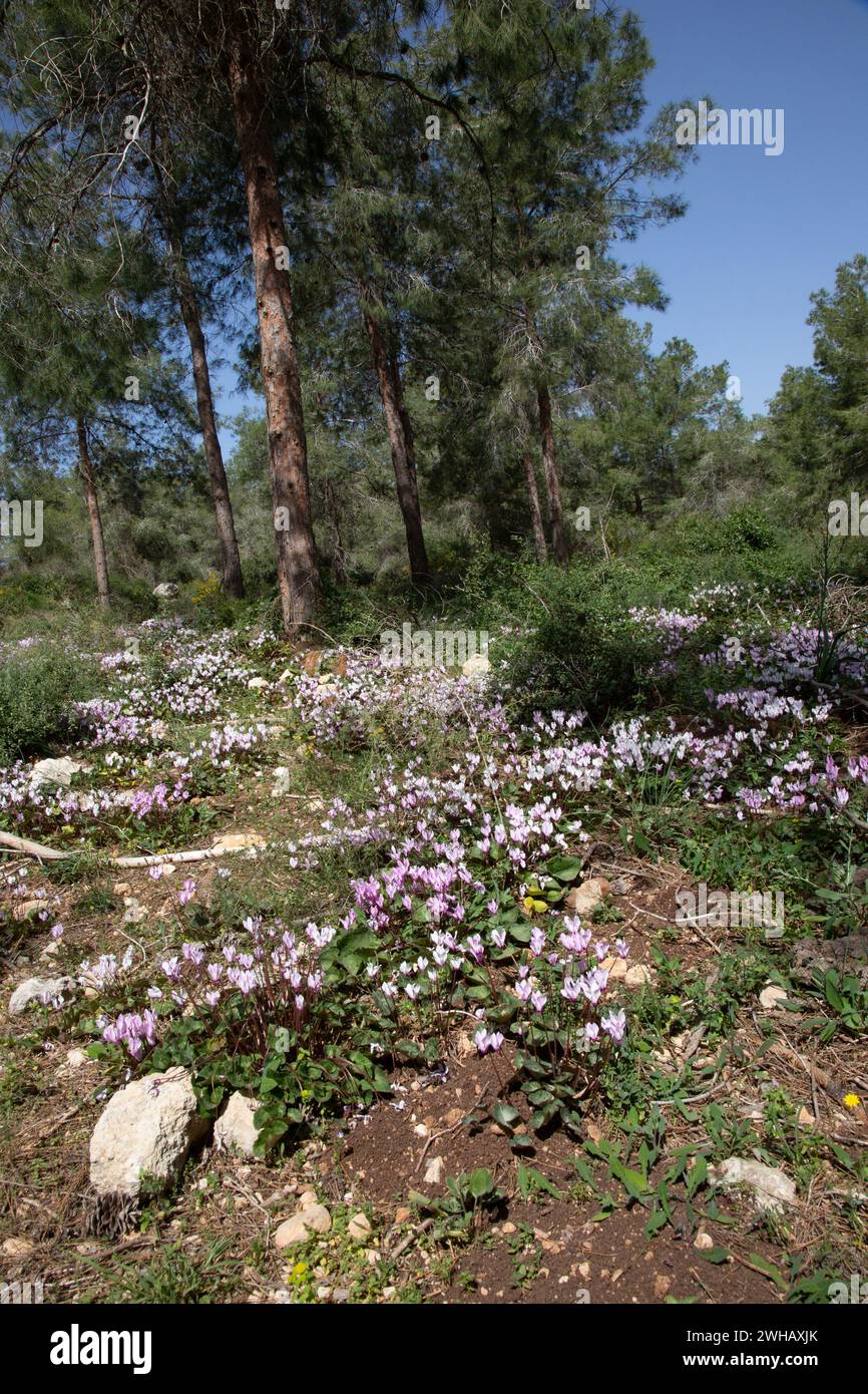 A cluster of Flowering Persian Violets (Cyclamen persicum). الراعي ...