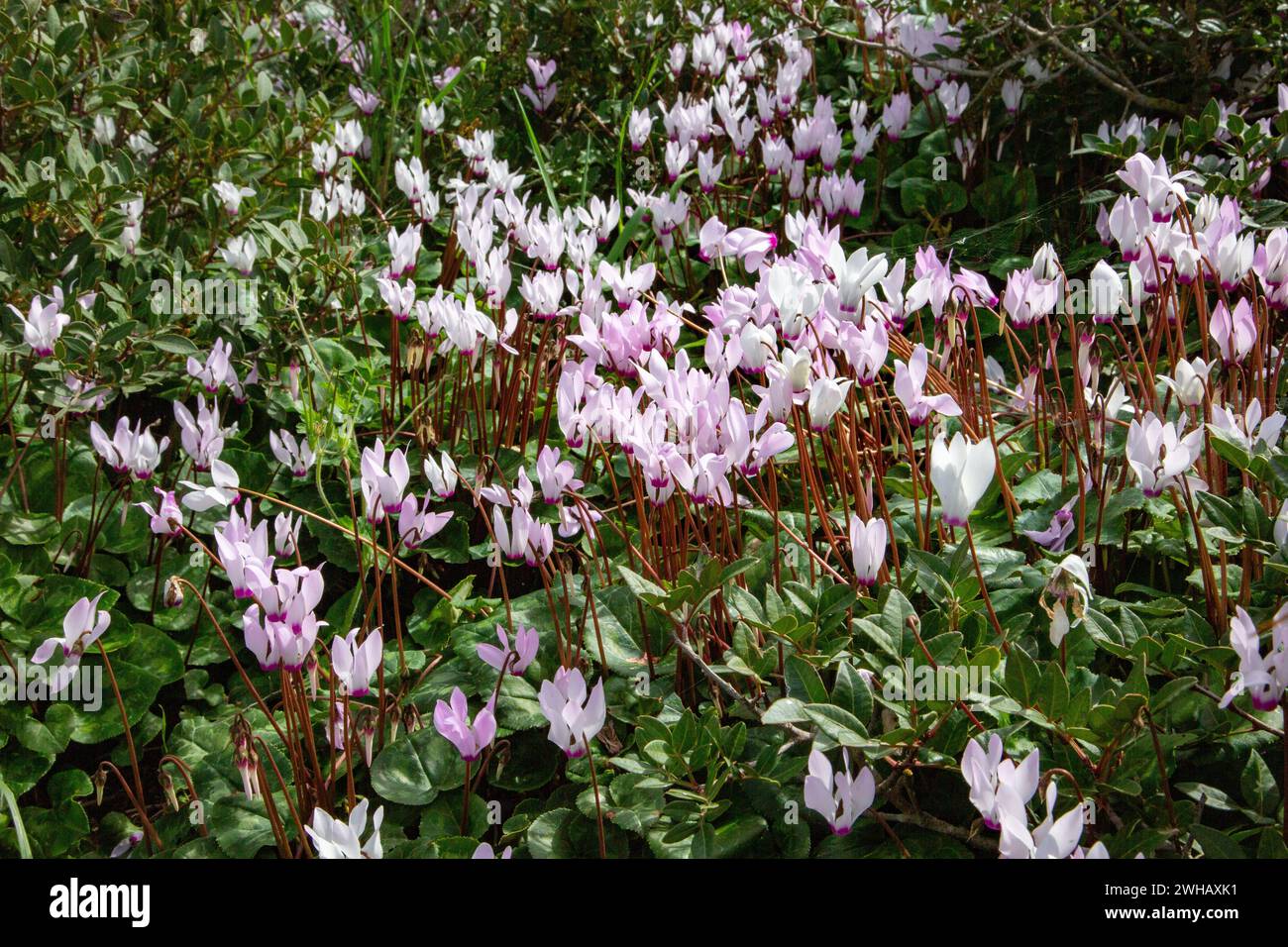 A cluster of Flowering Persian Violets (Cyclamen persicum). الراعي ...