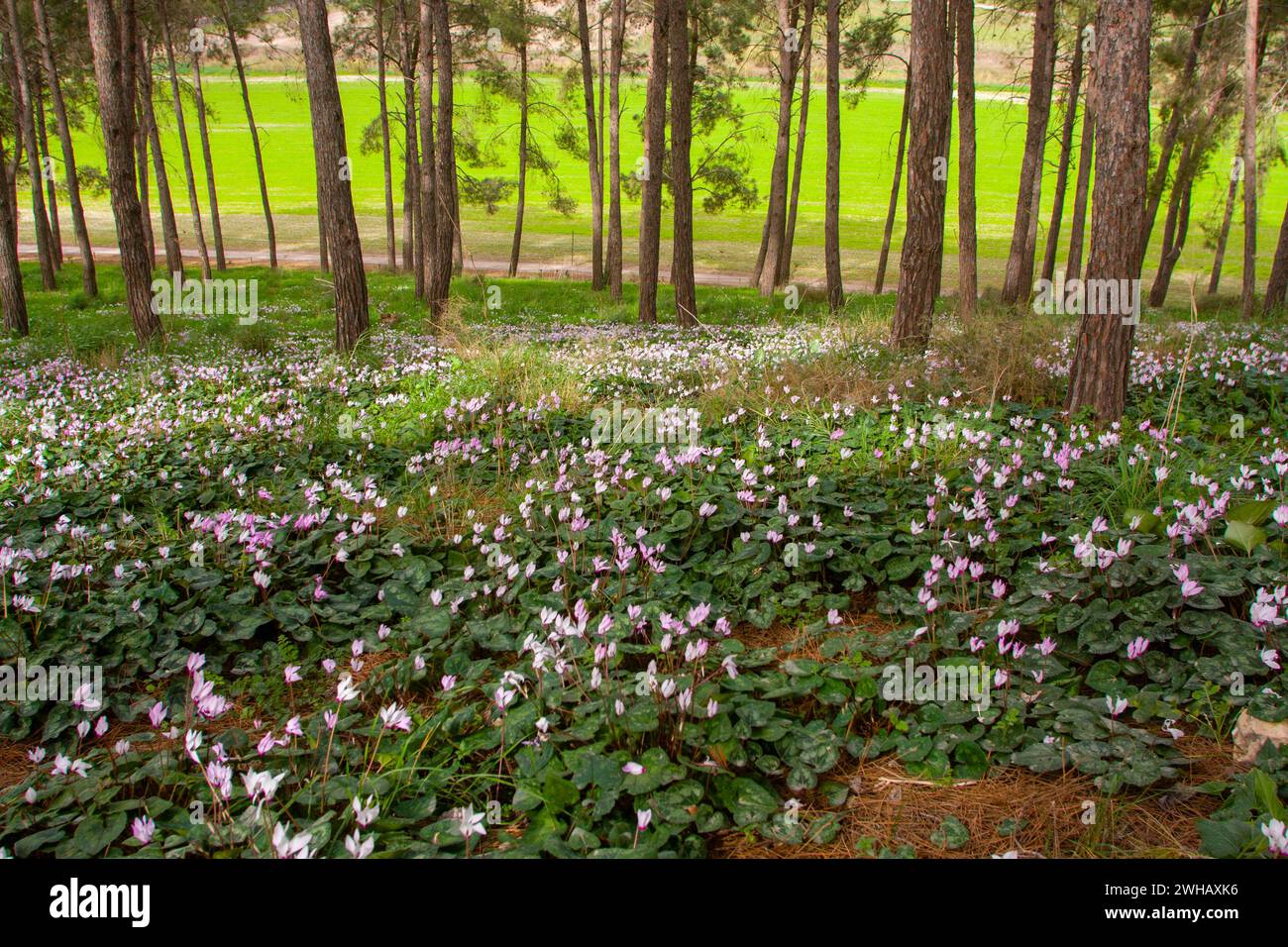 A cluster of Flowering Persian Violets (Cyclamen persicum). الراعي ...