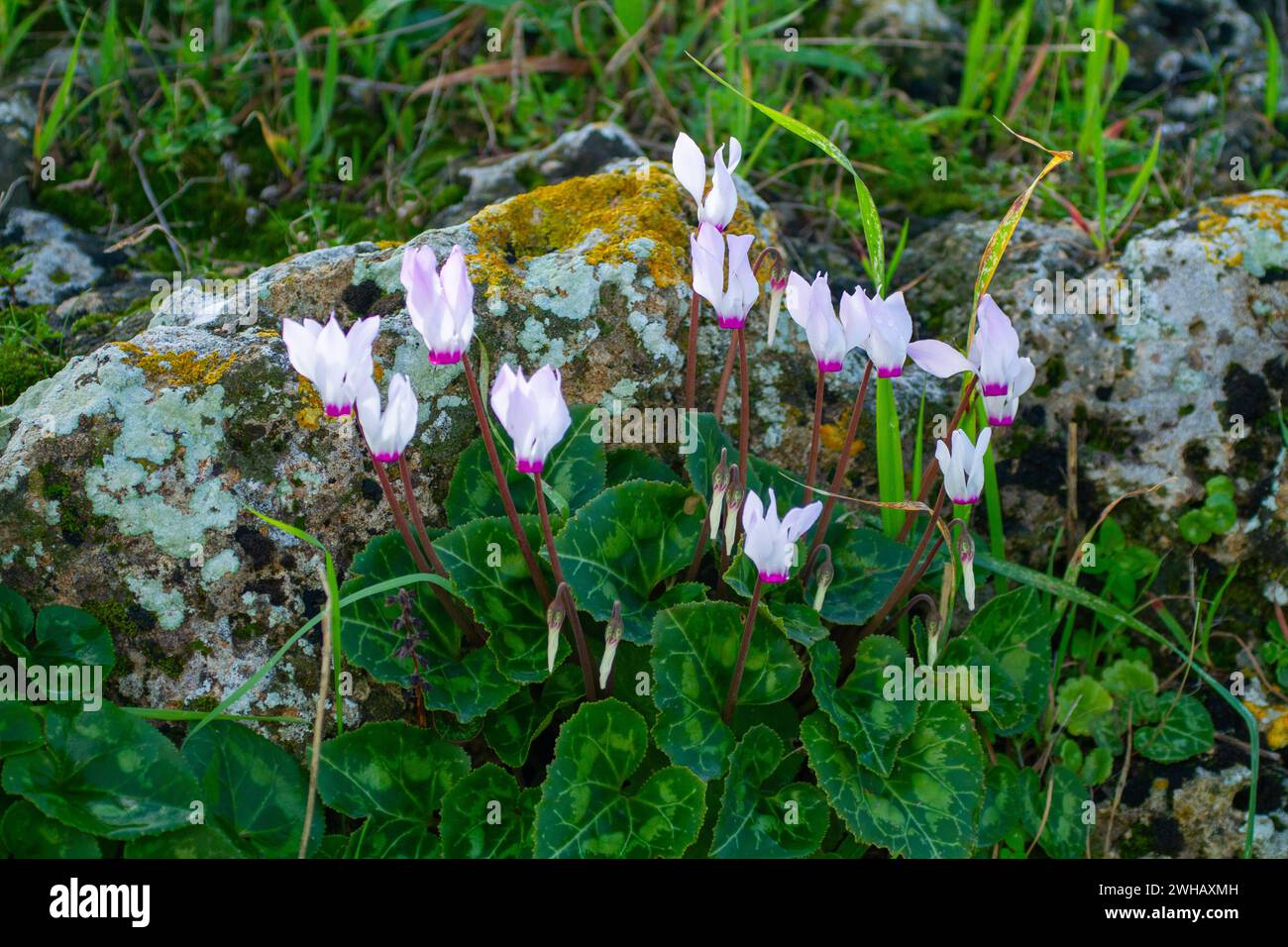 A cluster of Flowering Persian Violets (Cyclamen persicum). الراعي ...