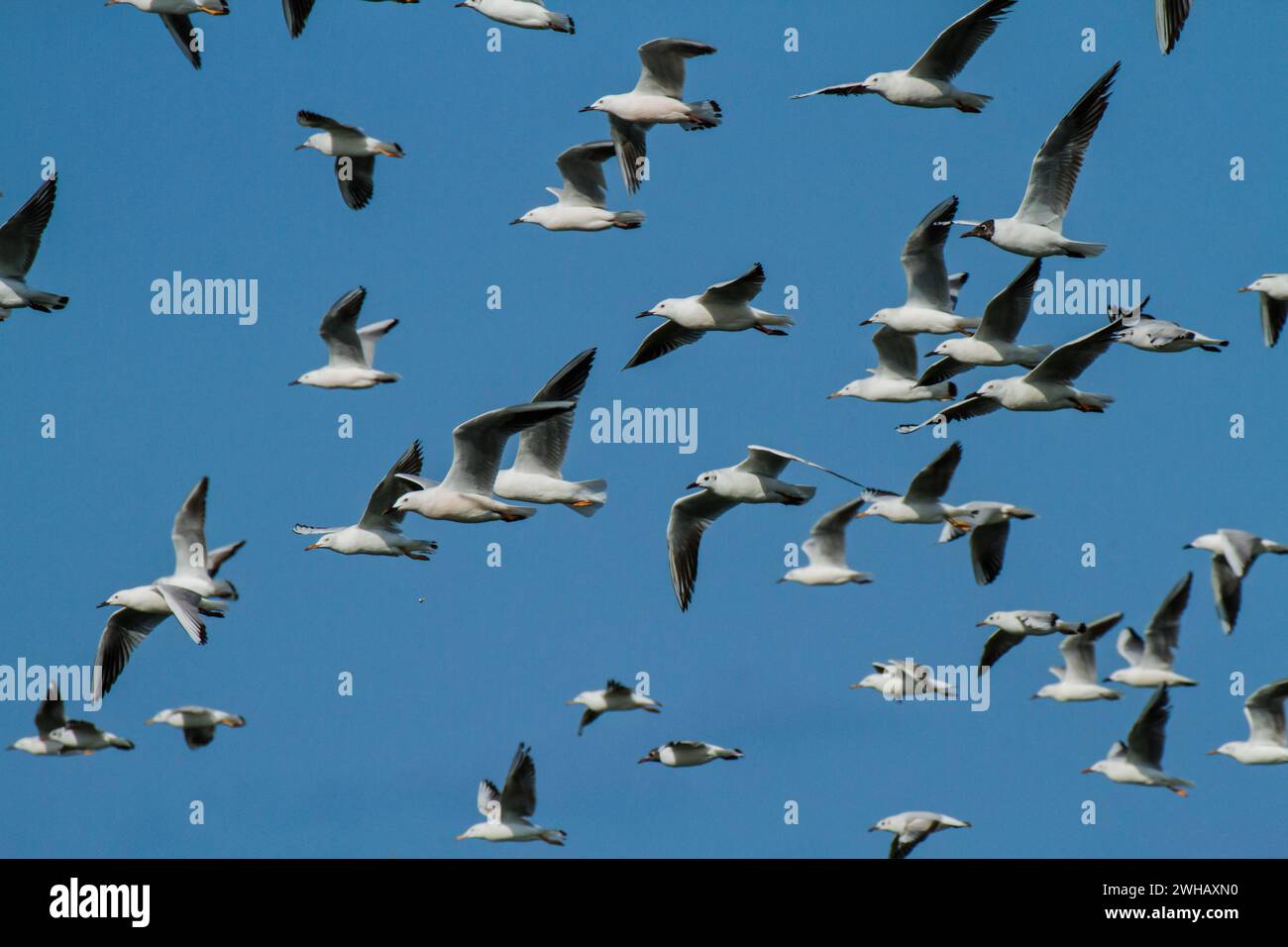 flock of slender-billed gulls in flight The slender-billed gull ...