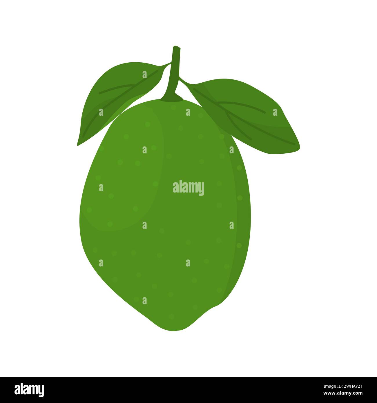 Bergamot or key lime vector botanical illustration of whole fruit with ...