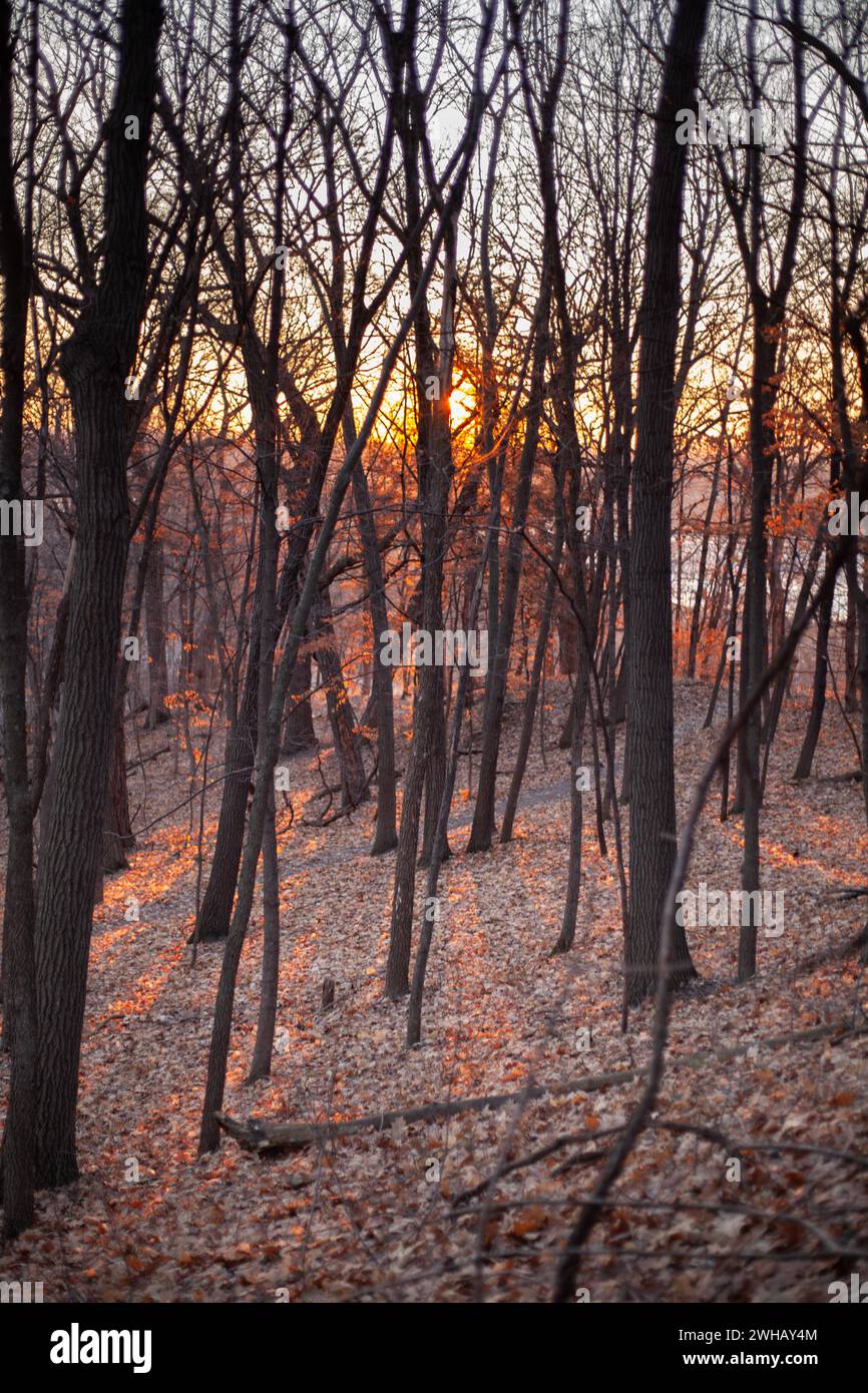 The sun rays shining through autumn trees in the woods Stock Photo - Alamy