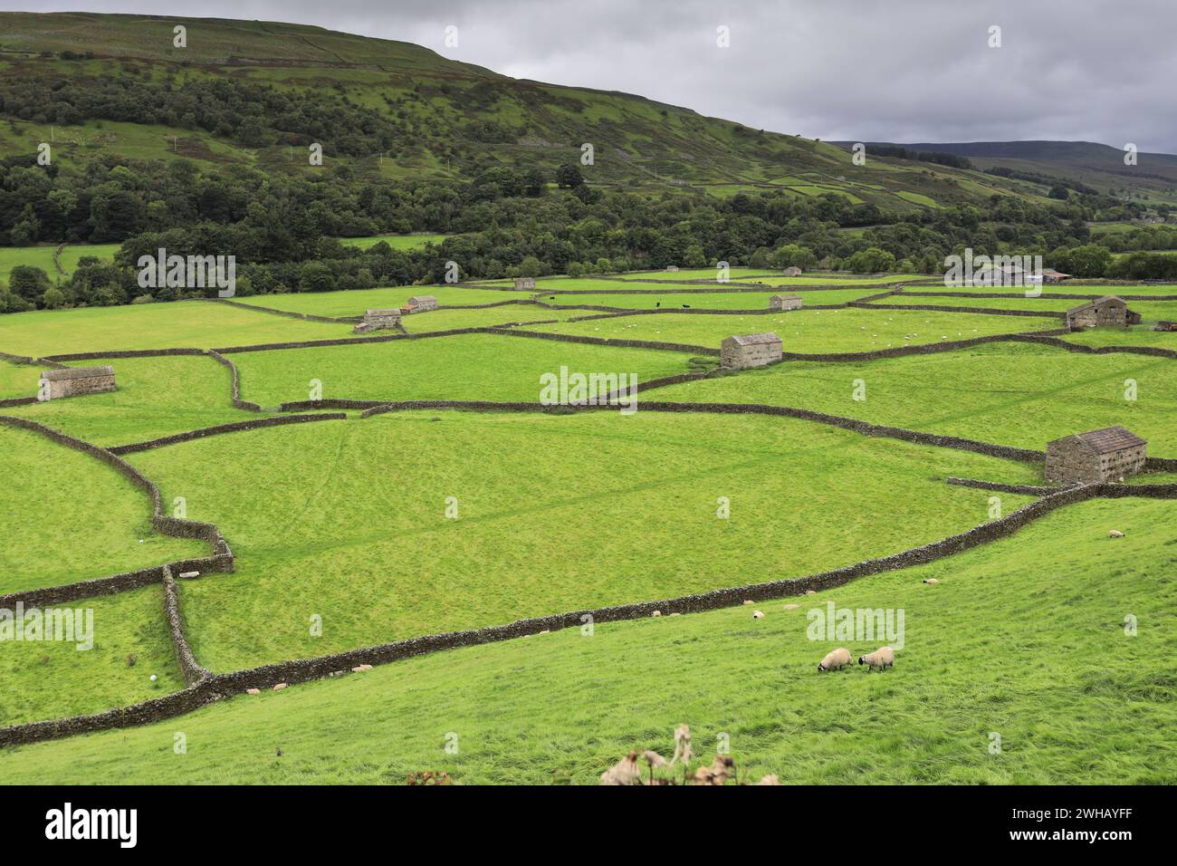 Stone barns and sheep at Gunnerside village, Swaledale; Yorkshire Dales ...
