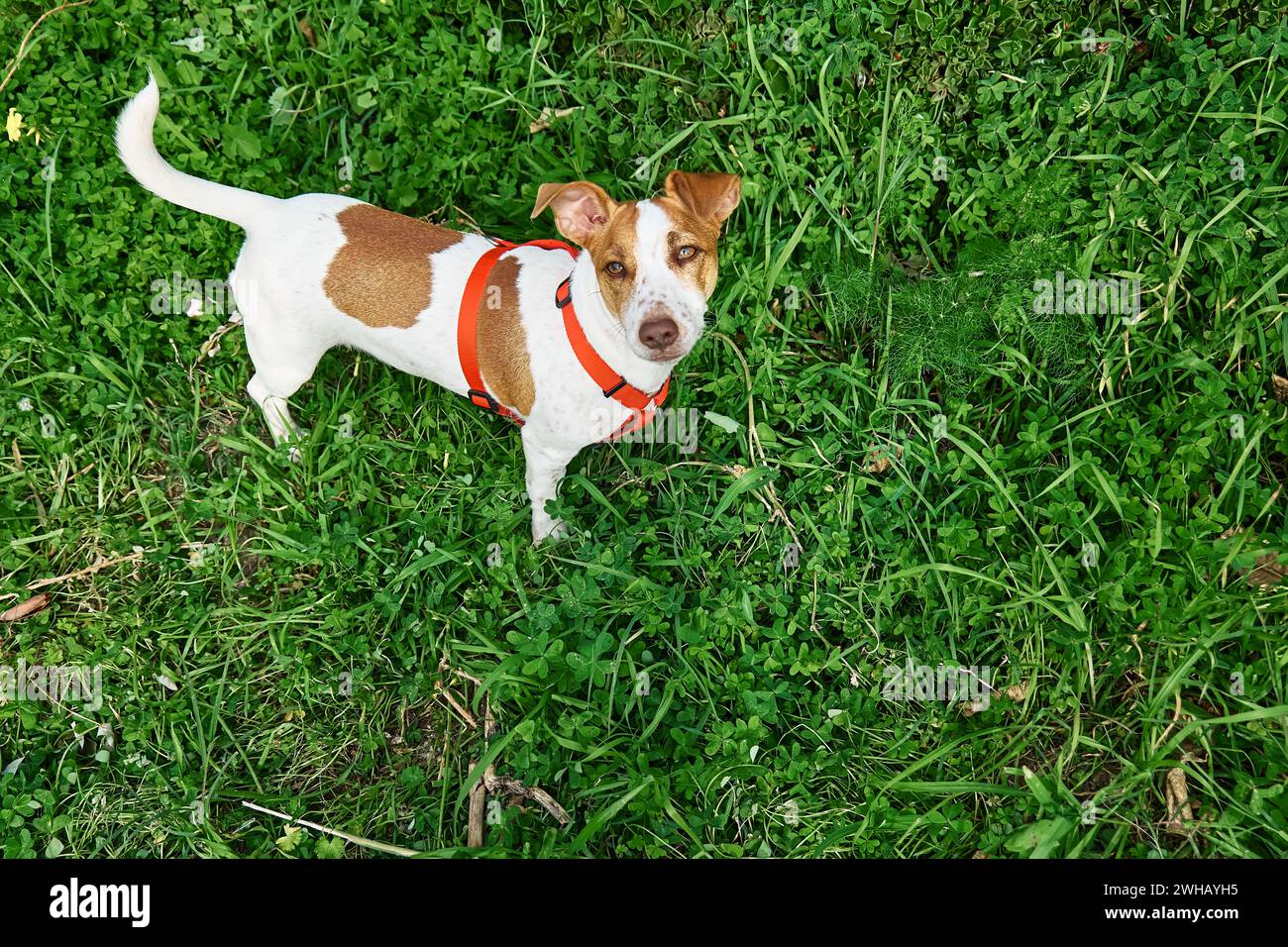 Serious Jack Russell terrier playing outdoor. Cute adorable white doggy ...