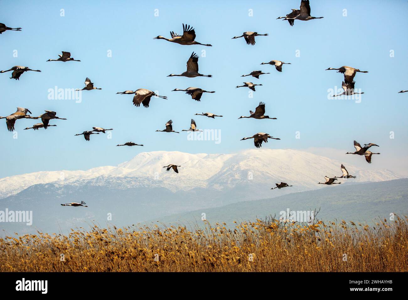 Common Crane (Grus grus) a flock in flight This bird is a Large ...