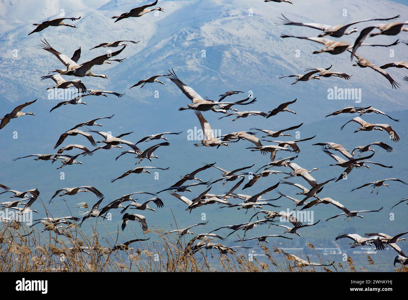 Common Crane (Grus grus) a flock in flight This bird is a Large ...