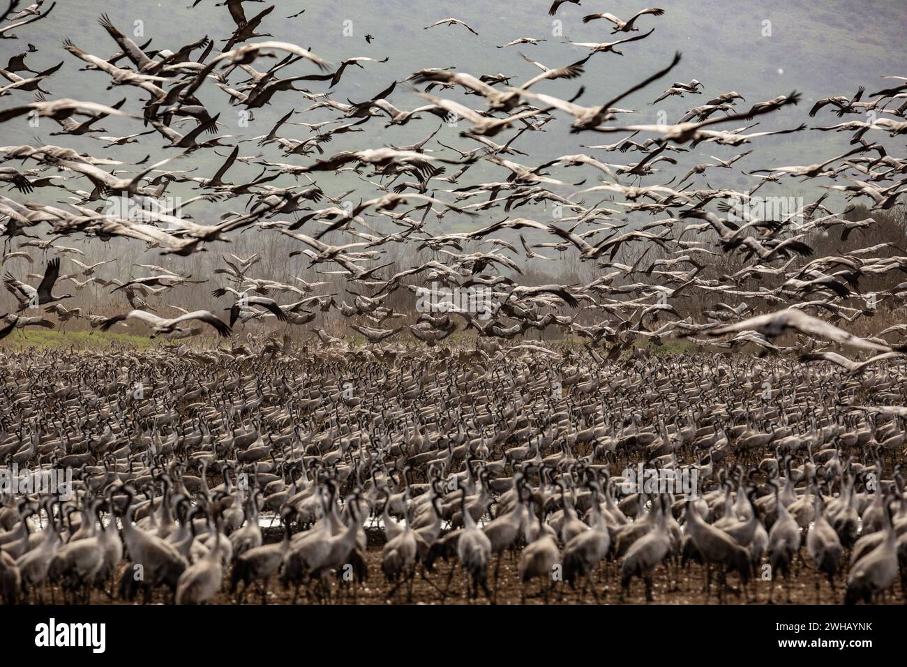 flock of Grey Cranes (Grus grus) Photographed at the Agamon lake, Hula ...