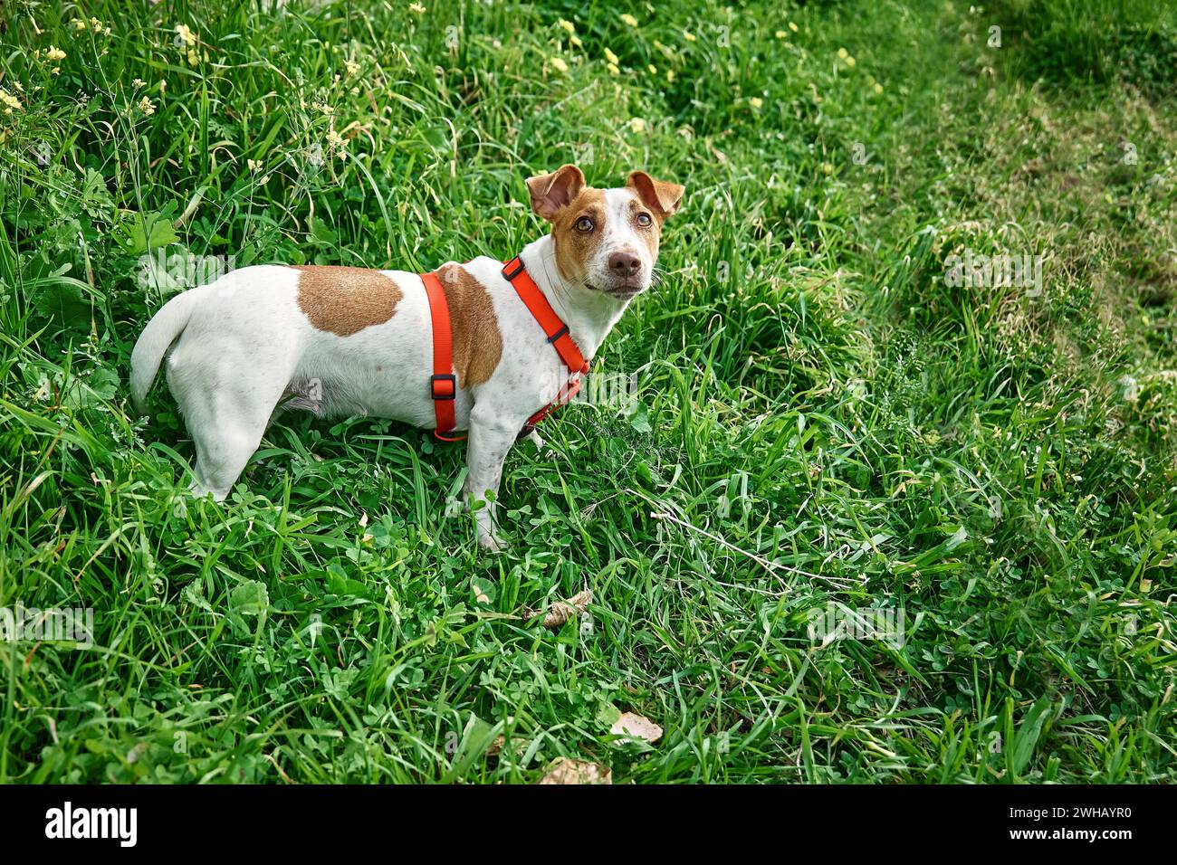 Serious Jack Russell terrier playing outdoor. Cute adorable white doggy ...