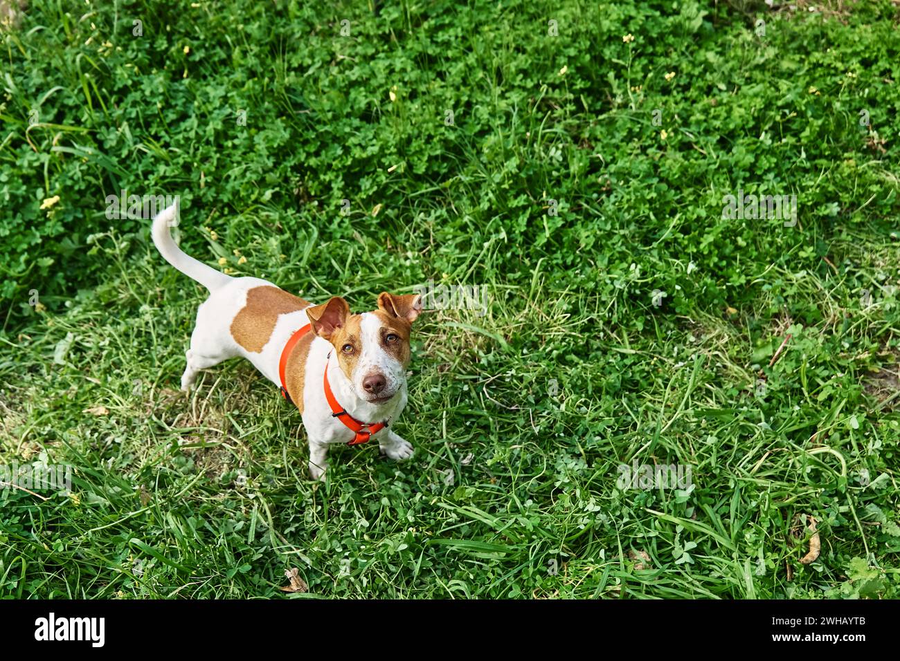 Funny Jack Russell terrier playing outdoor. Cute adorable doggy looking ...