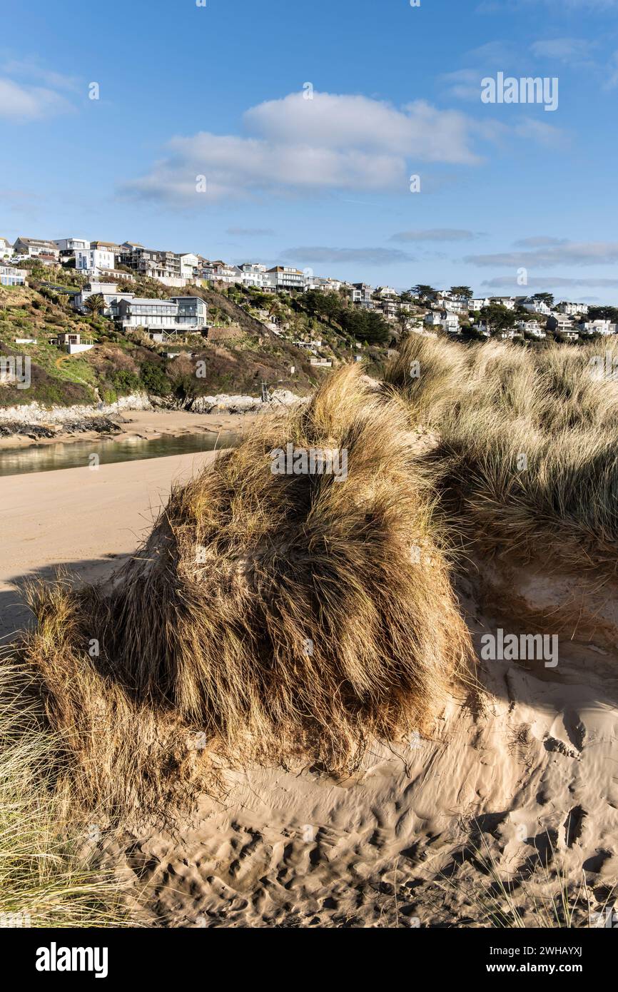 Marram Grass Ammophila growing on the delicat sand dune system at ...