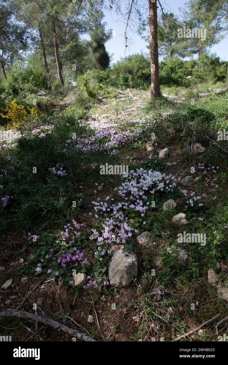 A cluster of Flowering Persian Violets (Cyclamen persicum). الراعي ...