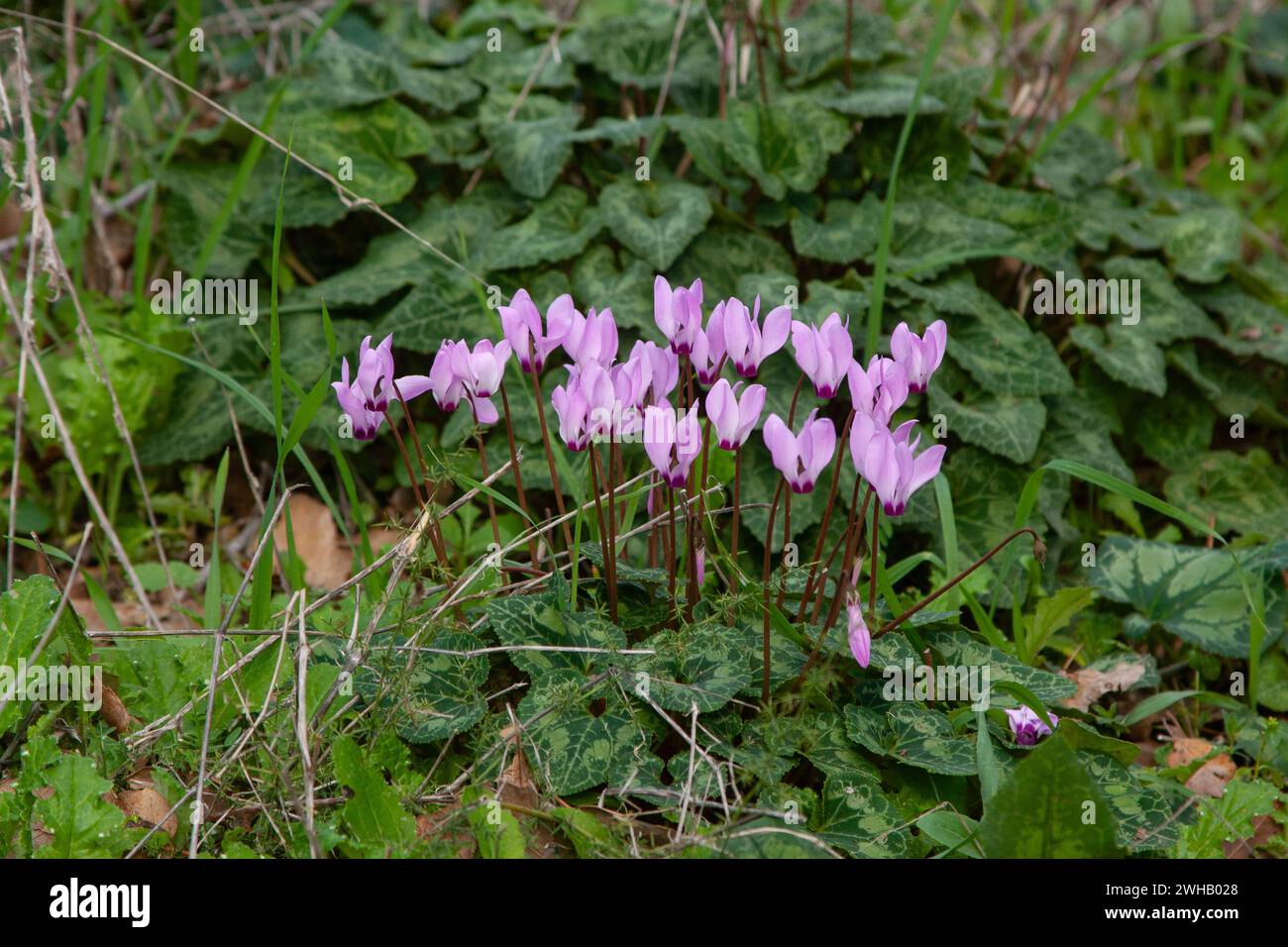 A cluster of Flowering Persian Violets (Cyclamen persicum). الراعي ...