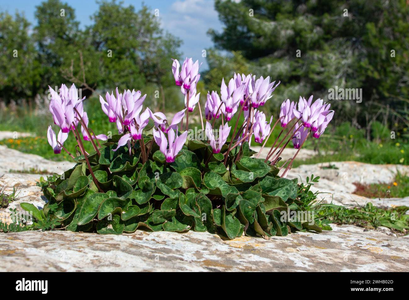 A cluster of Flowering Persian Violets (Cyclamen persicum). الراعي ...