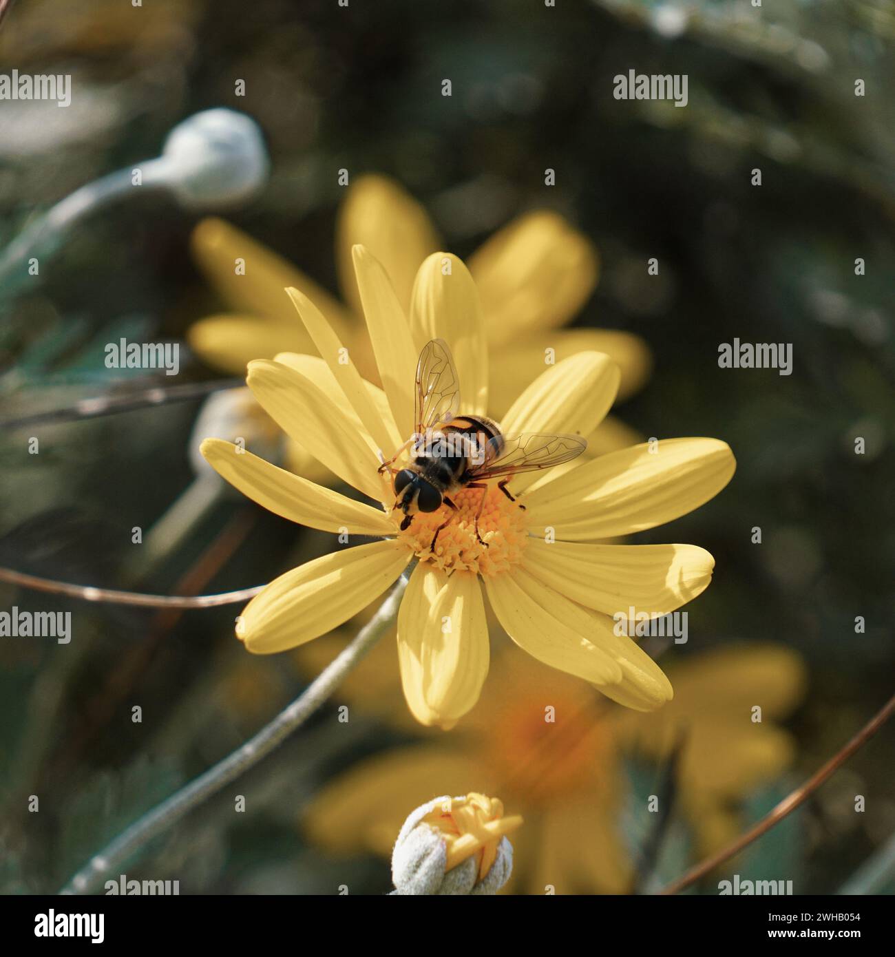 Nectar yellow plant insect hi-res stock photography and images - Alamy