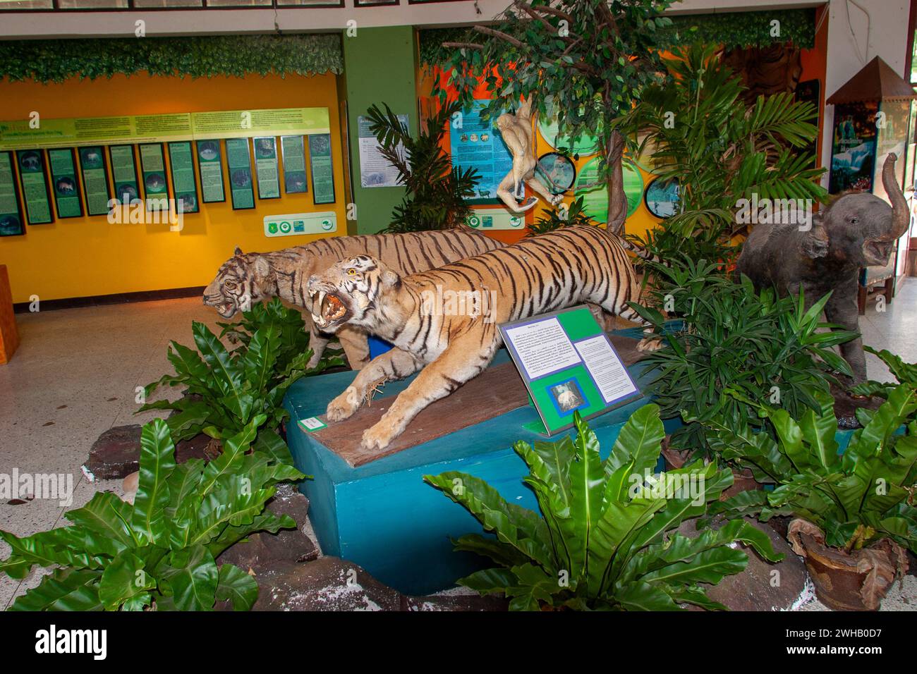 Taxidermy, Stuffed tigers (Panthera tigris), hunting trophies, on ...