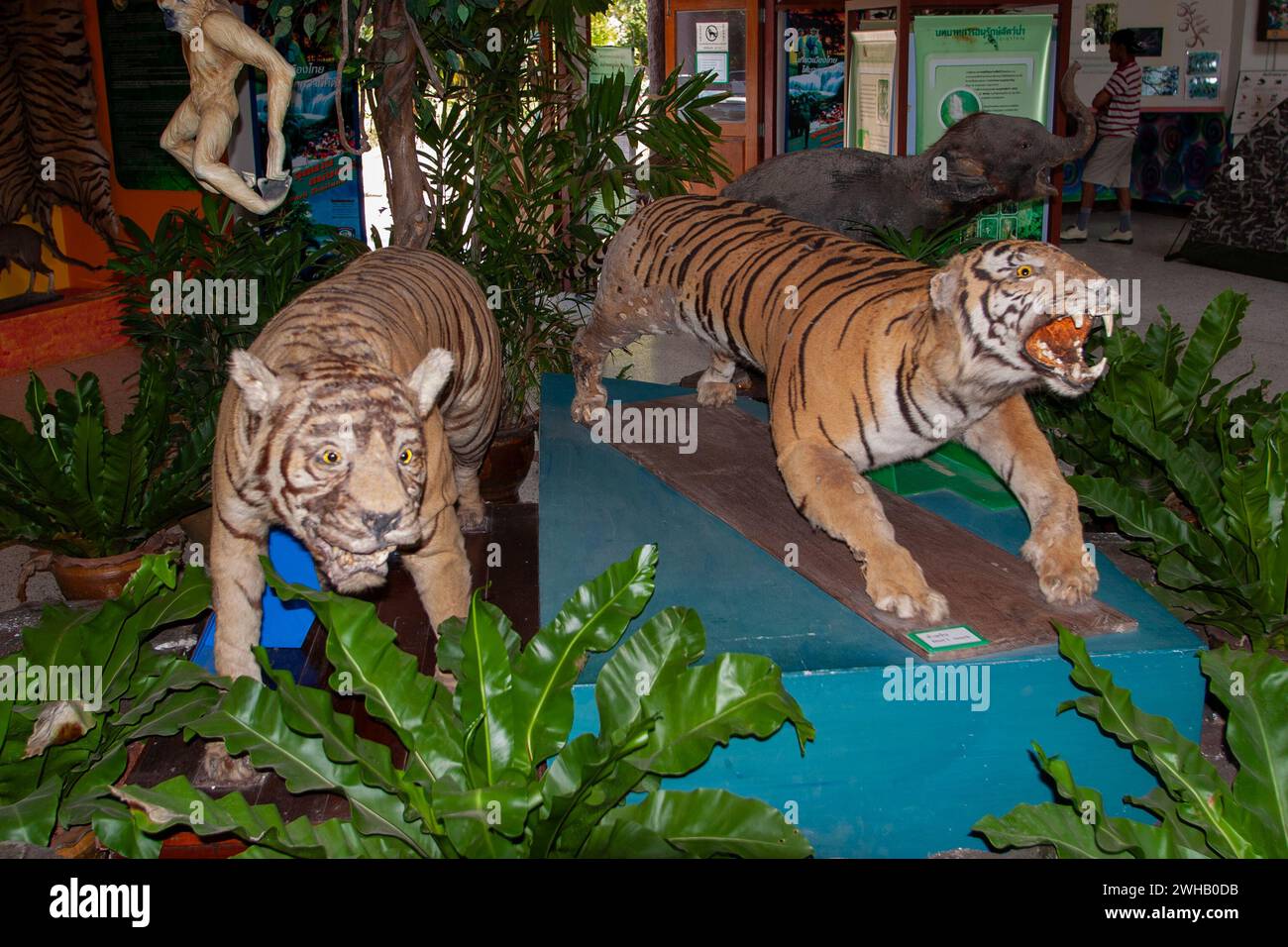 Taxidermy, Stuffed tigers (Panthera tigris), hunting trophies, on ...