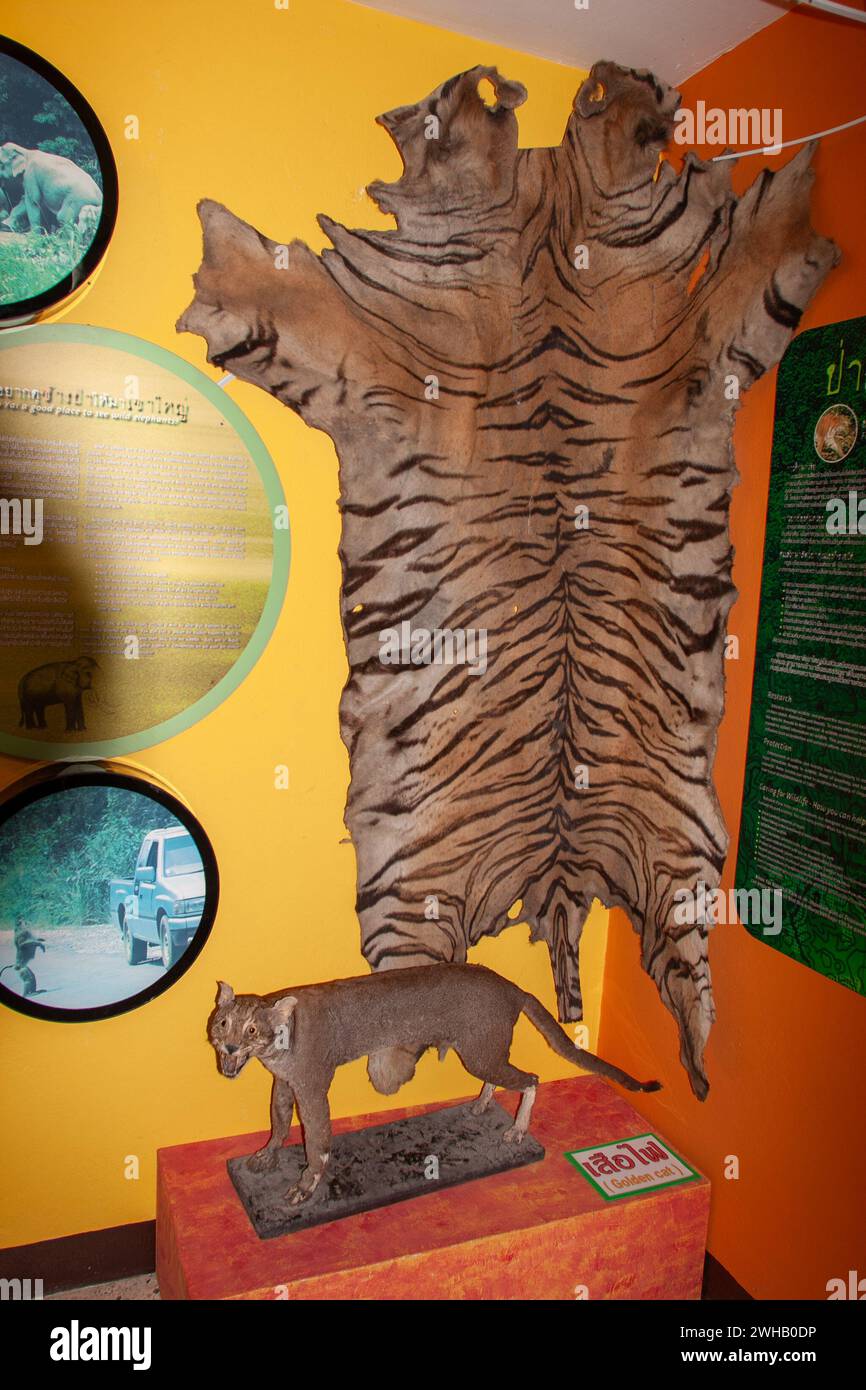 Khao yai national park tiger hi-res stock photography and images - Alamy