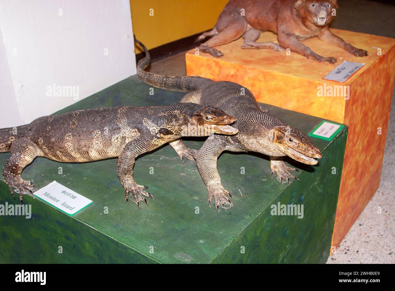Taxidermy, stuffed Monitor Lizard at the Khao Yai National Park is a ...