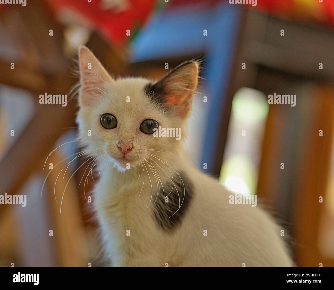 closeup of small male kitten staring at the camera, Mahe Seychelles ...