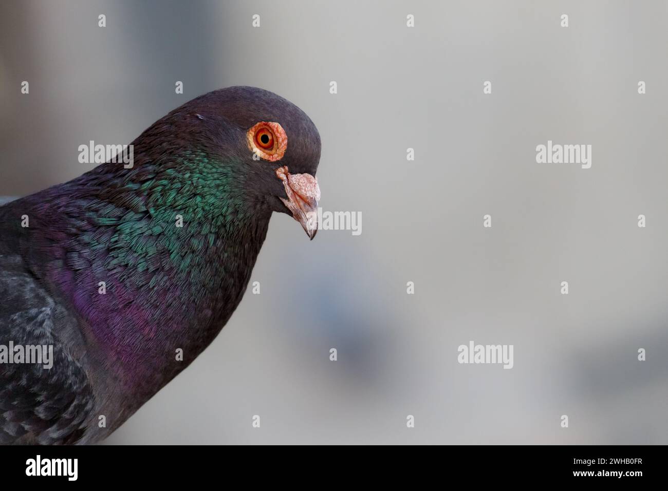 Portrait of a cheerful bird pigeon looking at camera Stock Photo - Alamy