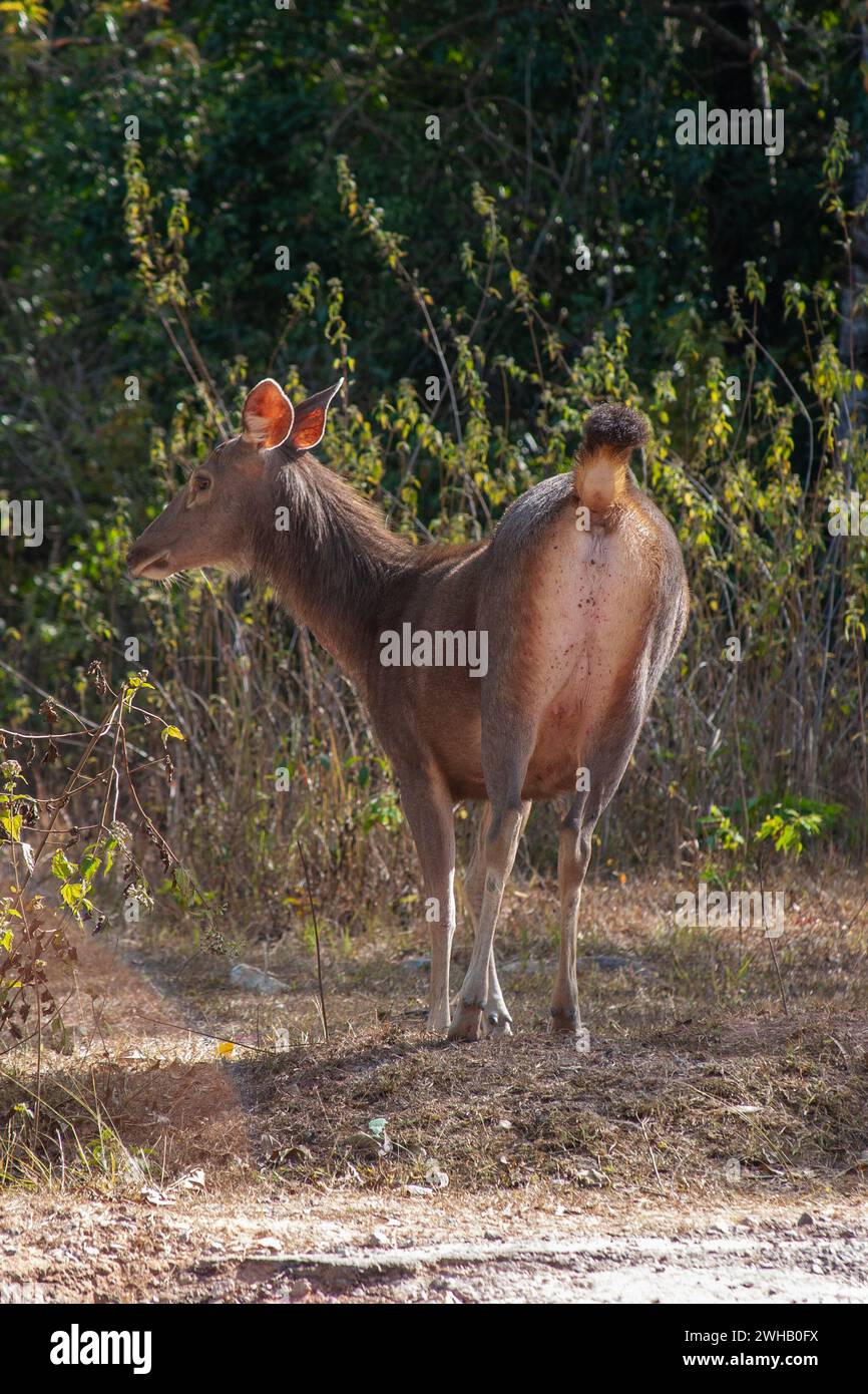 The southern red muntjac (Muntiacus muntjak) is a deer species native ...
