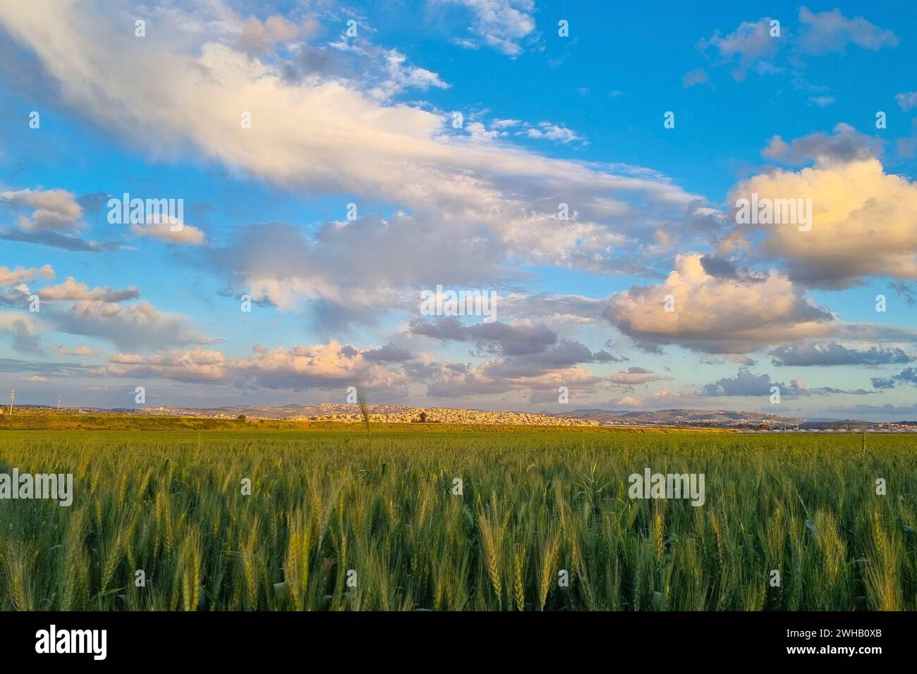 Ripening Wheat field with a beautiful cloudscape background ...