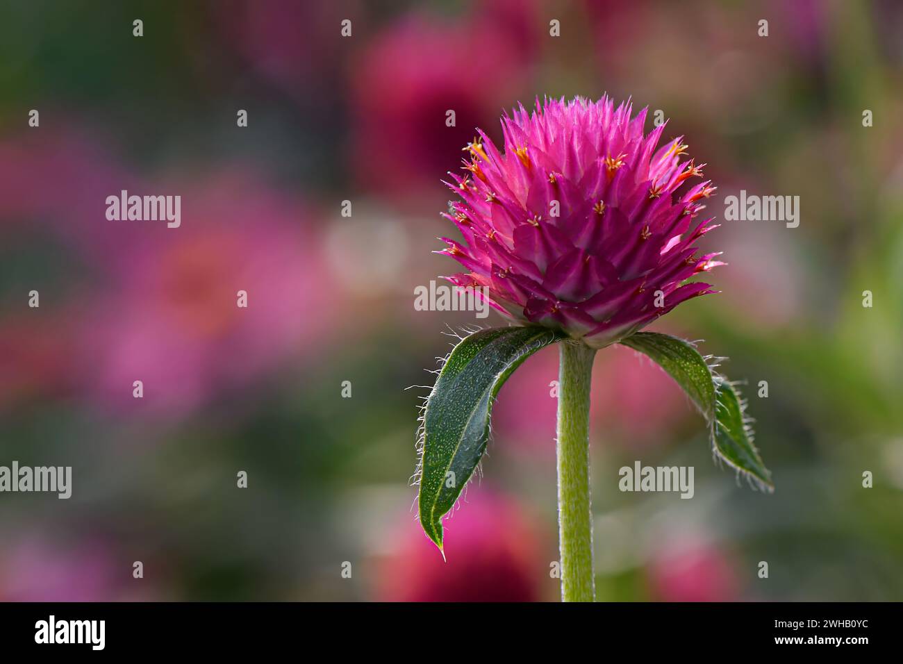 Amaranth flower hi-res stock photography and images - Alamy