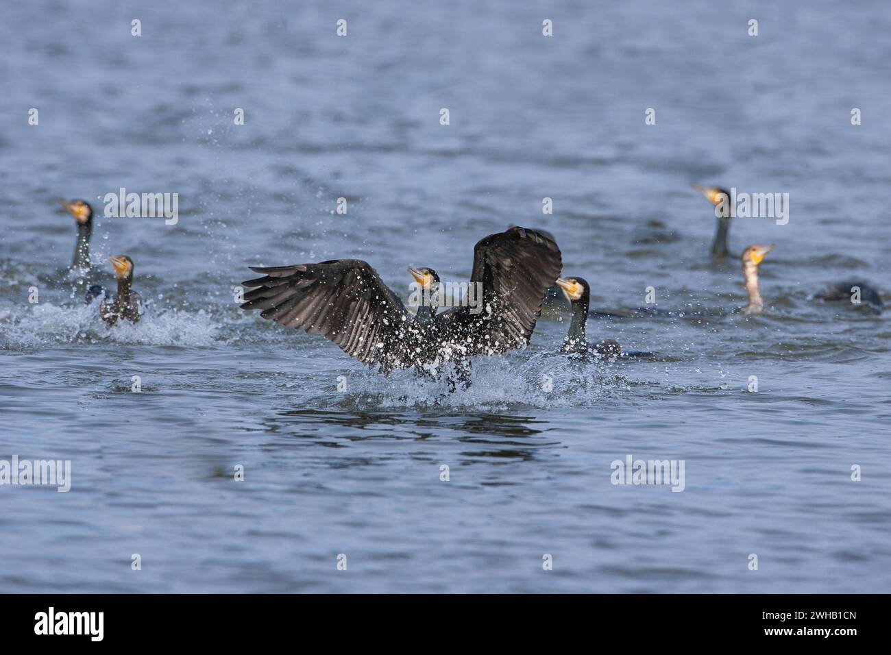Flock of Great cormorant (Phalacrocorax carbo Stock Photo - Alamy