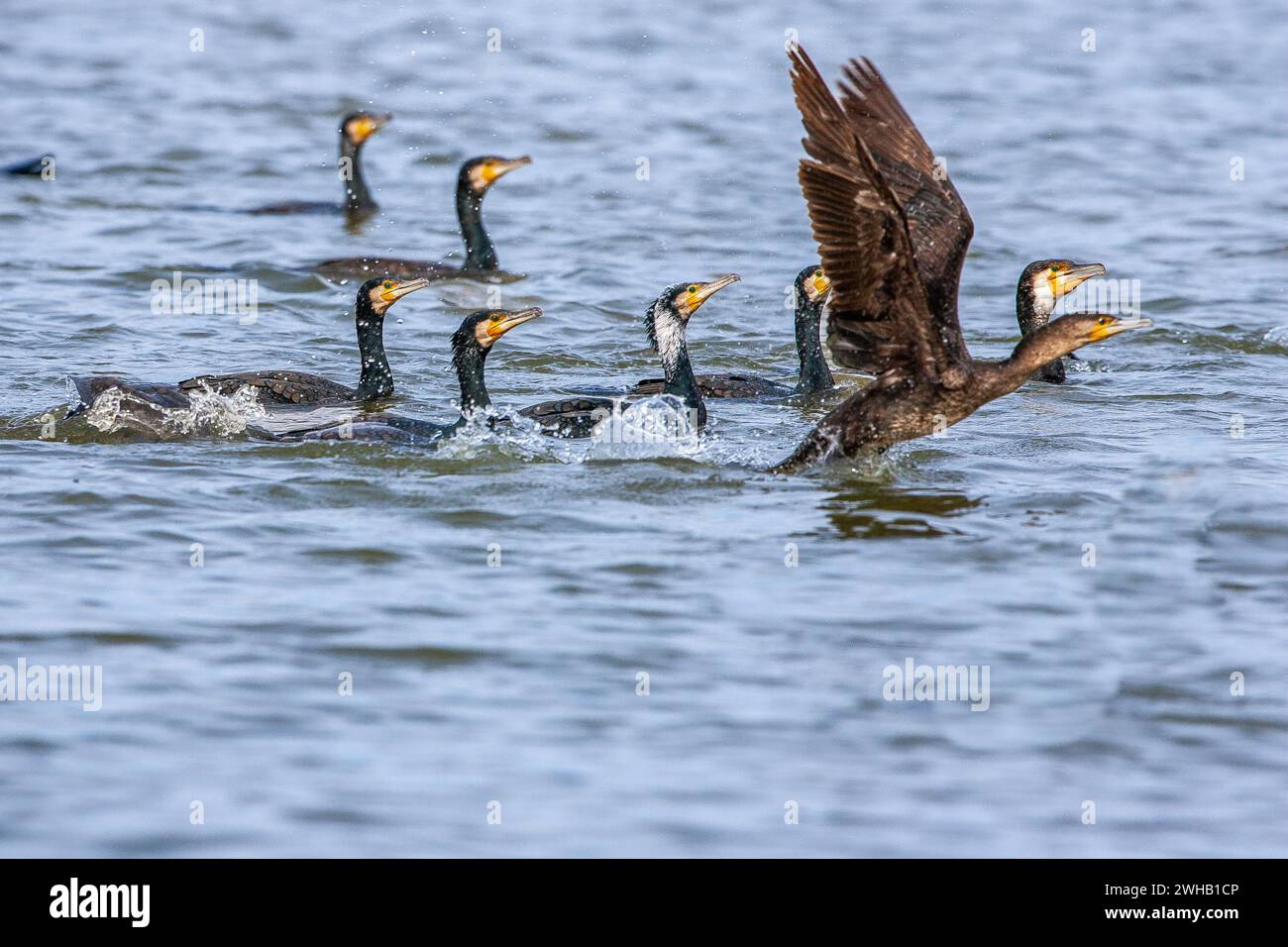 Flock of Great cormorant (Phalacrocorax carbo Stock Photo - Alamy