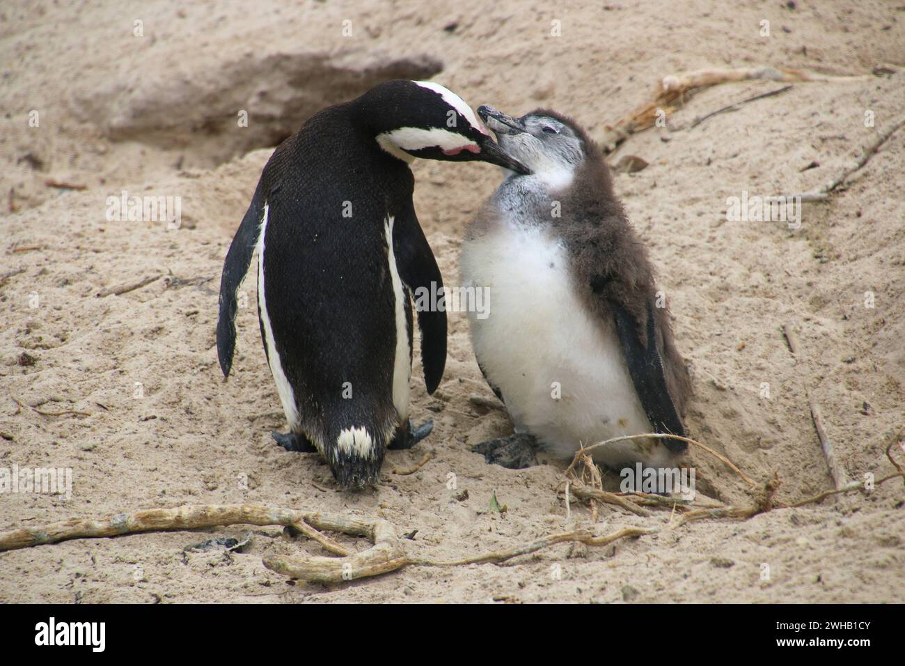 Southern african penguin hi-res stock photography and images - Alamy