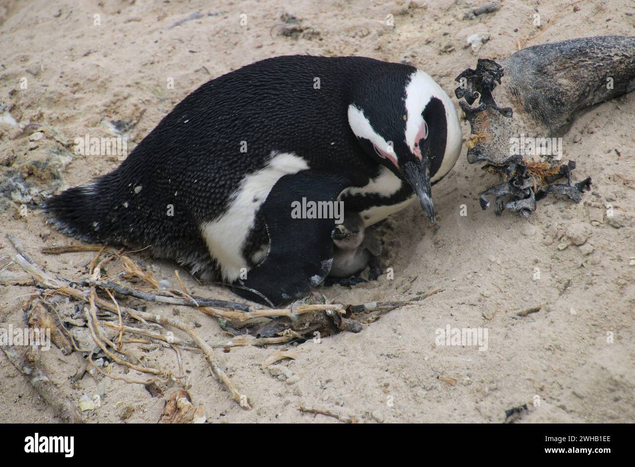 Southern african penguin hi-res stock photography and images - Alamy