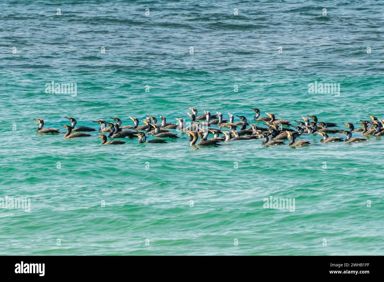 Flock of Great cormorant (Phalacrocorax carbo) in the Mediterranean Sea ...