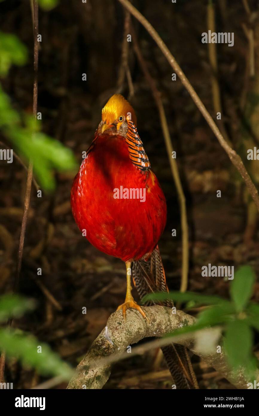 The golden pheasant, also known as the Chinese pheasant, and rainbow ...