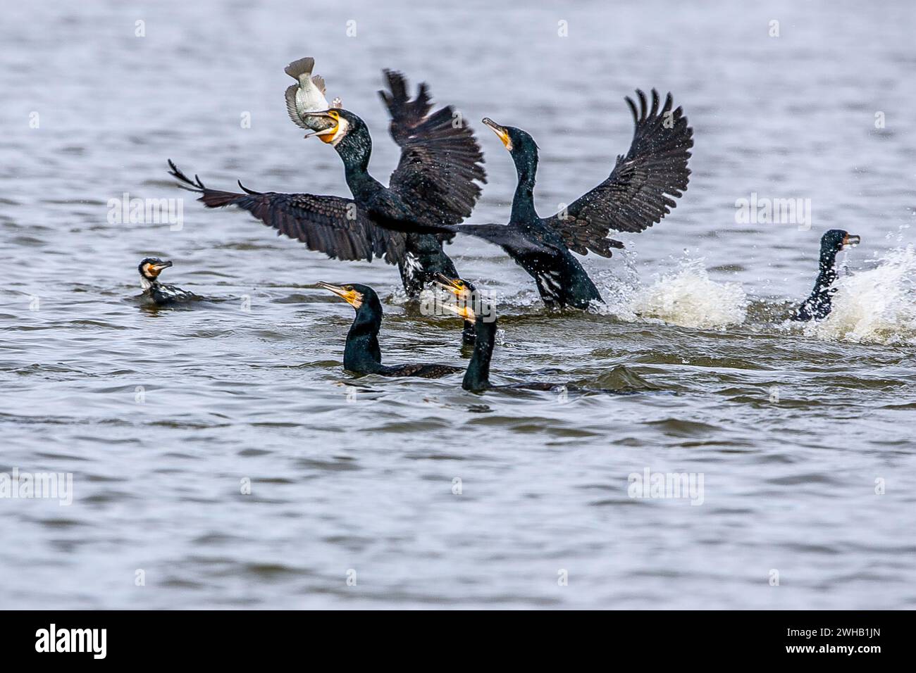 Great cormorant (Phalacrocorax carbo) trying to swallow tilapia fish ...