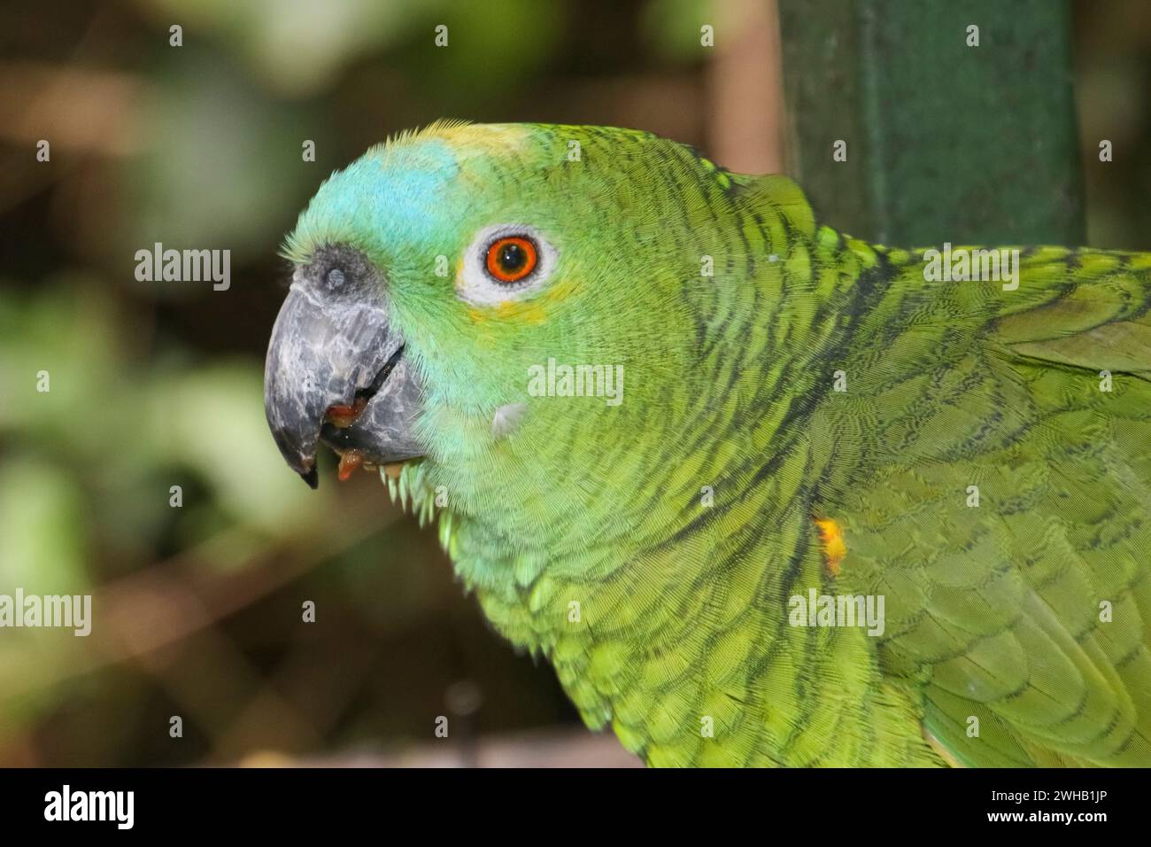 Blue Fronted Amazon Parrot (Amazonia aestiva) at Birds of eden, free ...