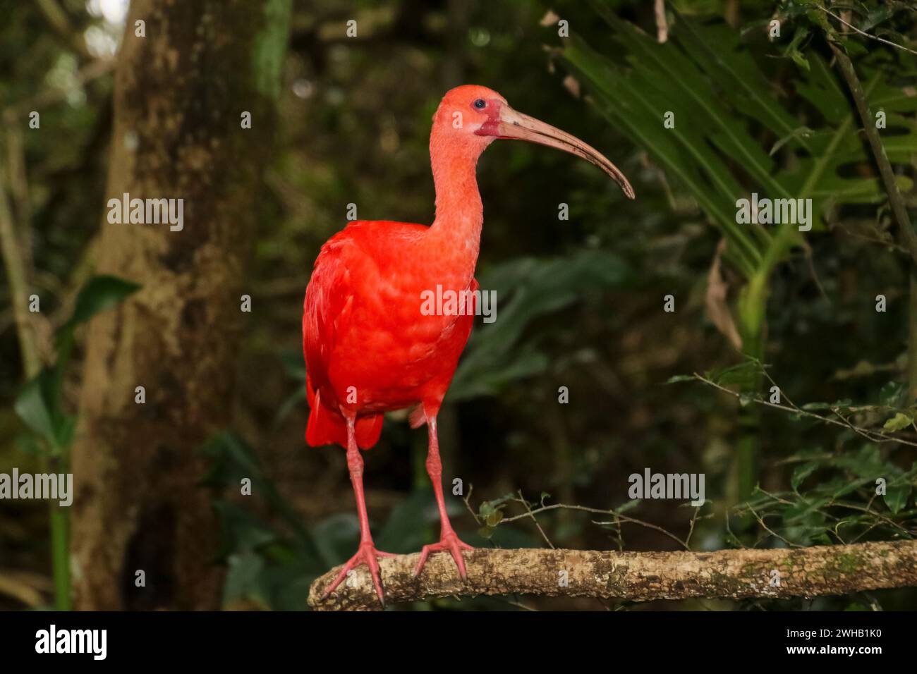 The scarlet ibis, or red ibis, (Eudocimus ruber) at the Birds of eden ...